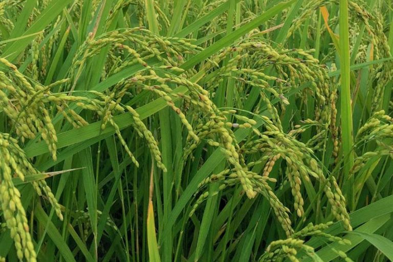 Why is it rice, the Japanese staple food? | Okayama Food | Japanese ...